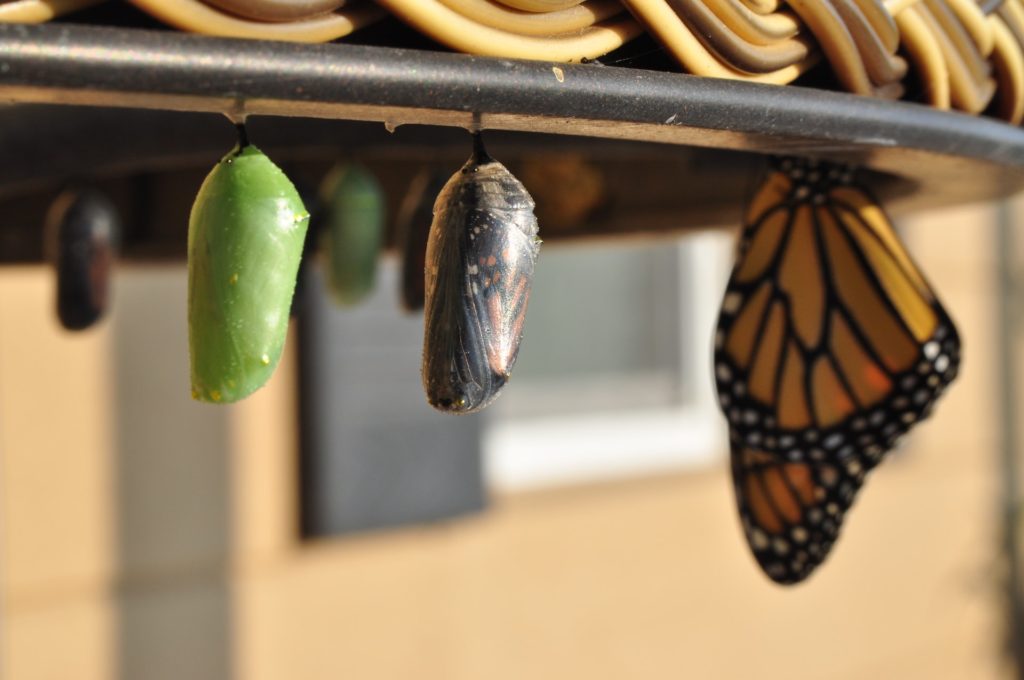 How does Gregor’s family change in the metamorphosis? | - Protocol Online